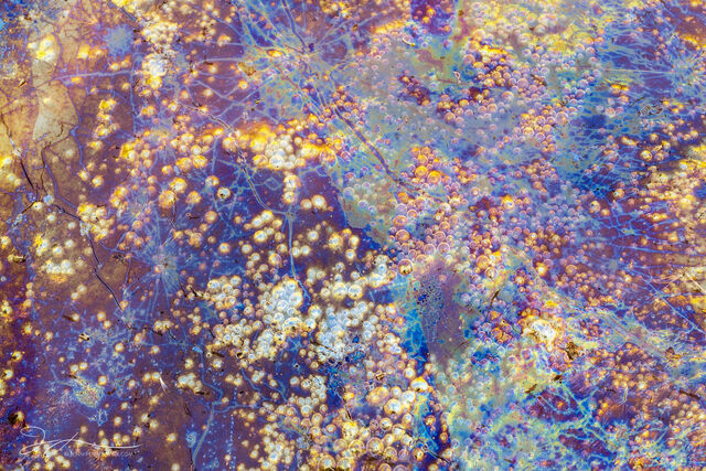 Natural Oils | Jennifer Renwick | Fine Art Nature Photography Prints